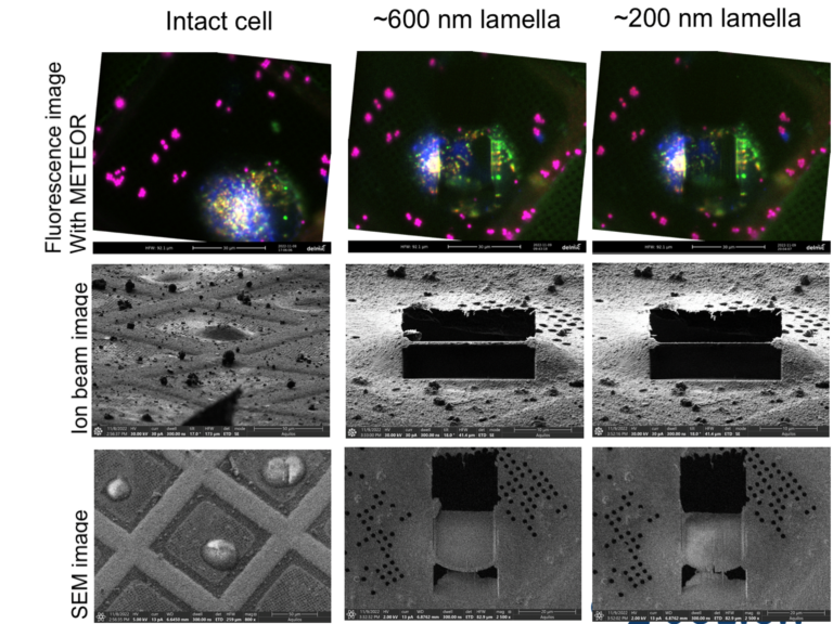 TFS Aquilos 2 Cryo-FIB | er-c