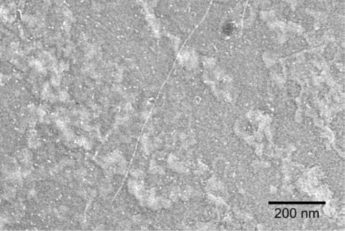 Ultrastructural-EM Negative Staining | er-c